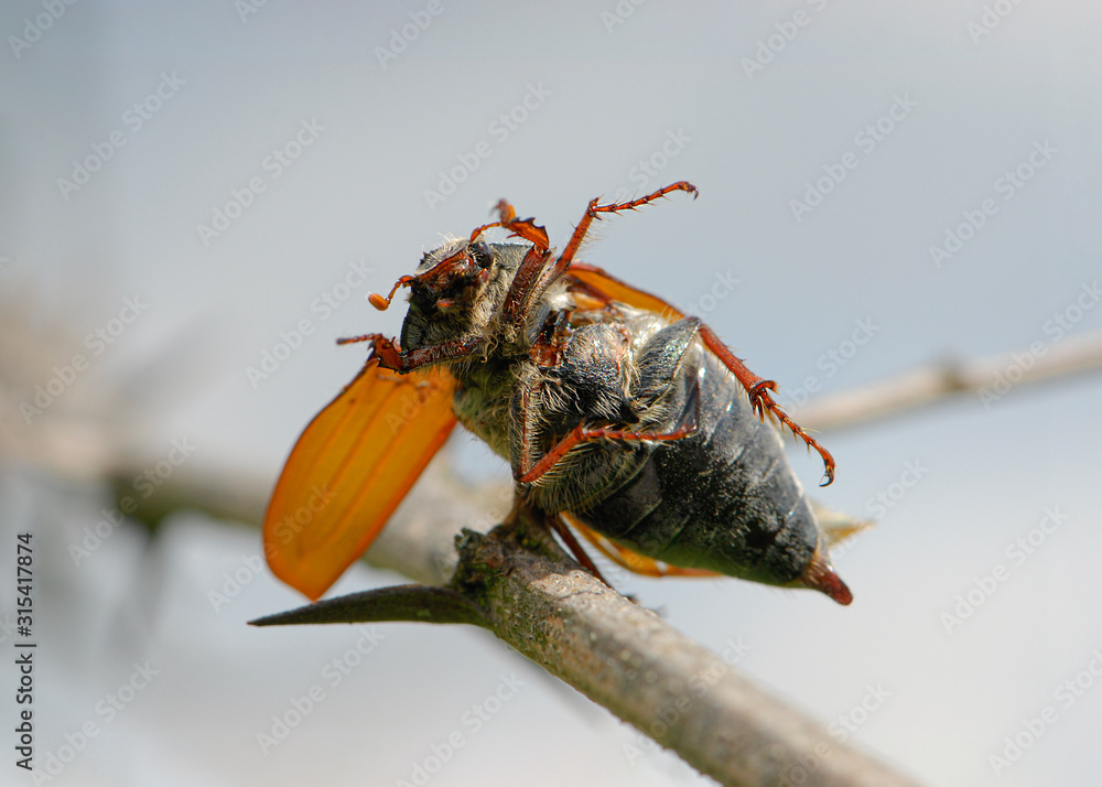 Beutetier als Nahrungsvorrat auf Dorn aufgespießt, Beuteinsekt von ...