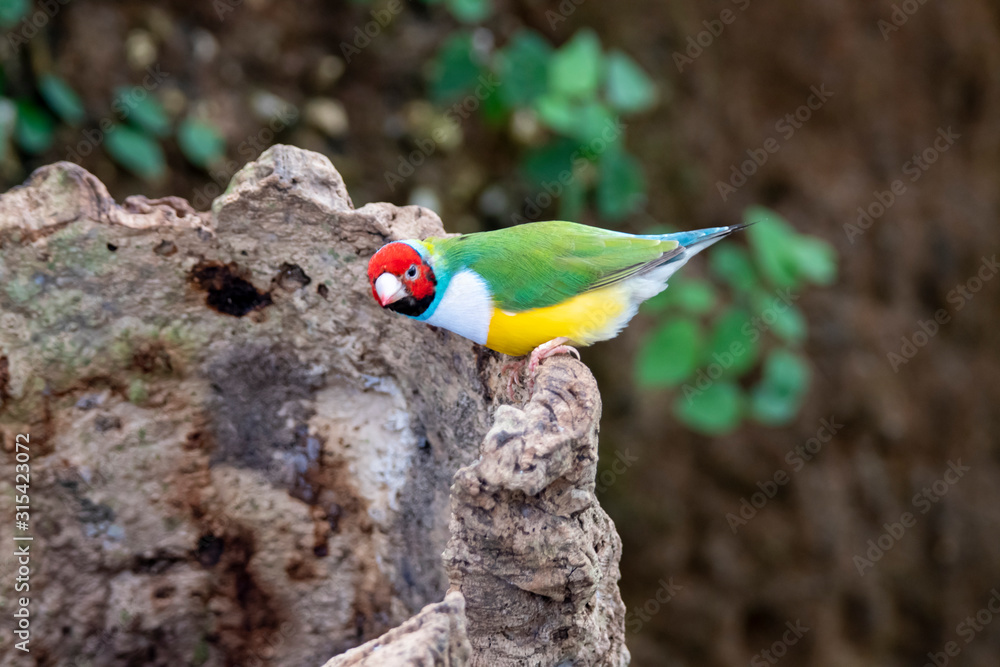 Poster Gouldian finch - the Lady Gouldian finch, Gould's finch or the ...