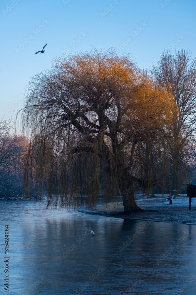 UK, England, London, Frozen lake in Regents Park at winter dawn Stock ...