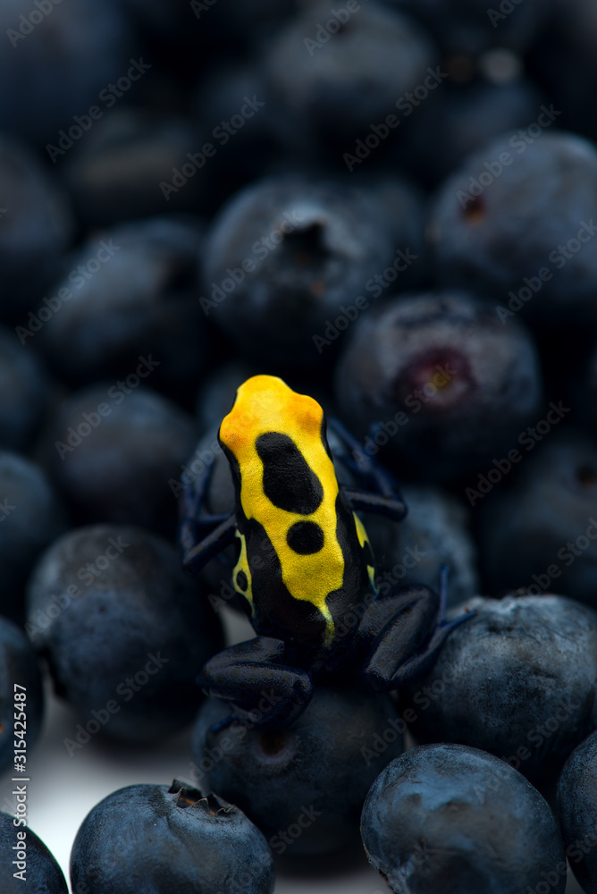 Grape Dart Frog