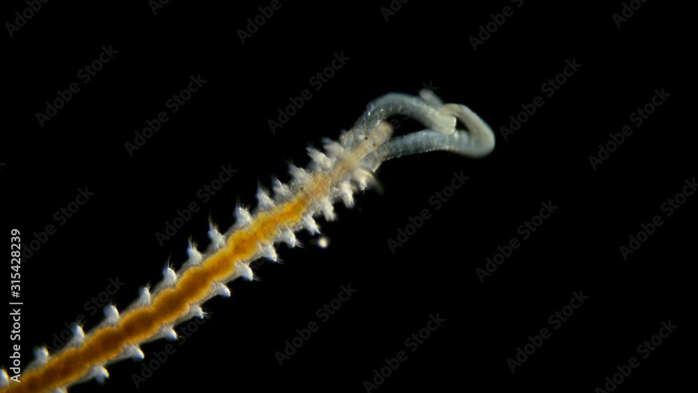 worm Polychaeta under microscope, Annelida class, family Spionidae ...