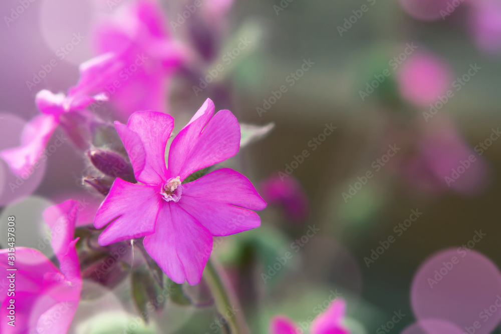 Close up image of Flowers of a perennial plant Silene dioica known as ...
