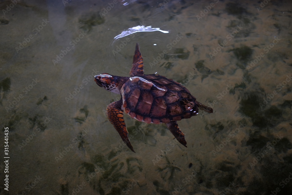 Big red turtles in the water. Turtle farm in Sri Lanka Stock Photo ...