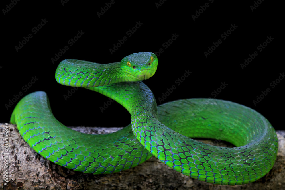 Snake Front View