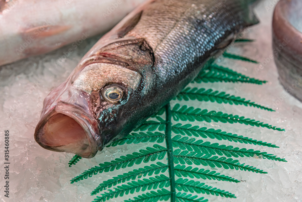 Spanish Sea Bass. Close up of this fish species with its open mouth ...