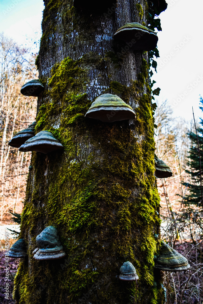 Baum mit Pilz Stock Photo | Adobe Stock