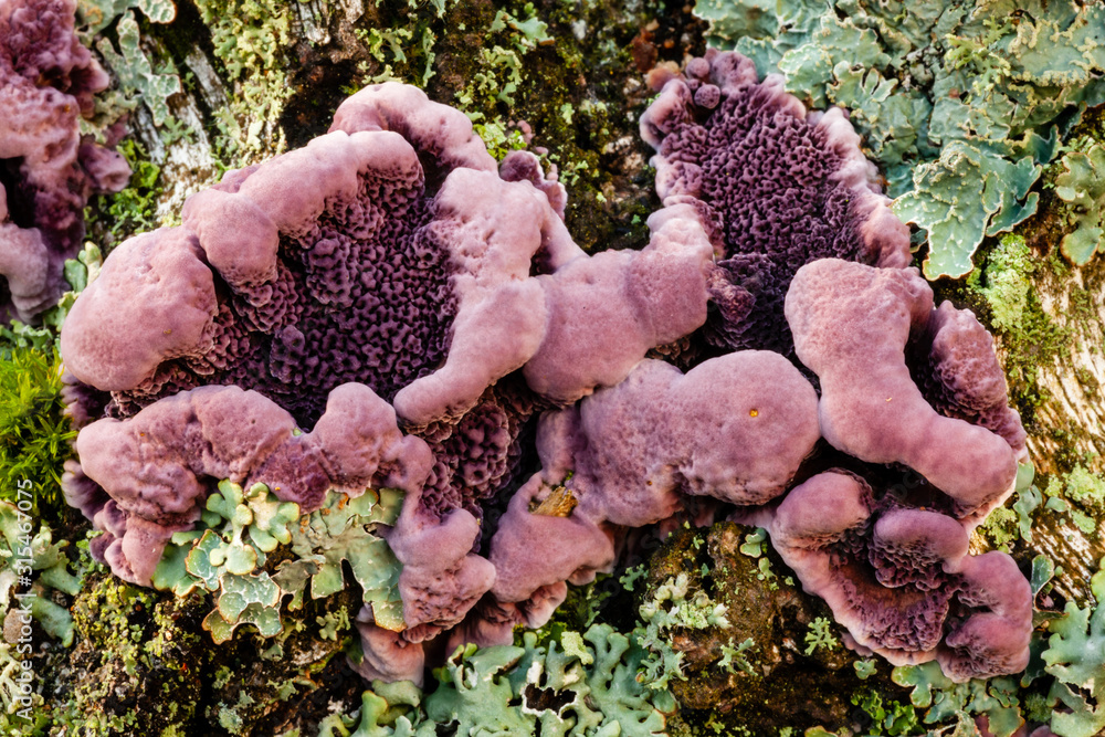Detailed view of Silver-leaf fungus (Chondrostereum purpureum) specimen ...