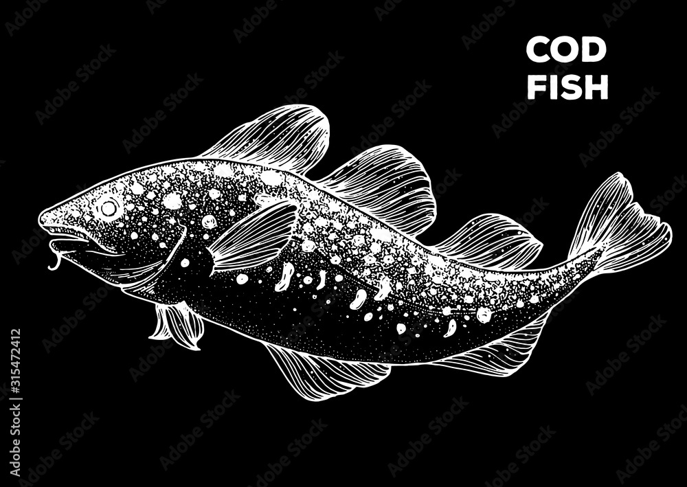 Cod fish sketch. Hand drawn vector illustration. Seafood design element ...