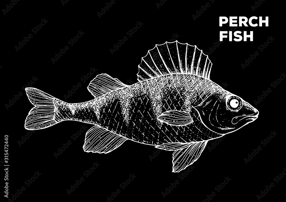 Perch fish sketch. Hand drawn vector illustration. Seafood design ...