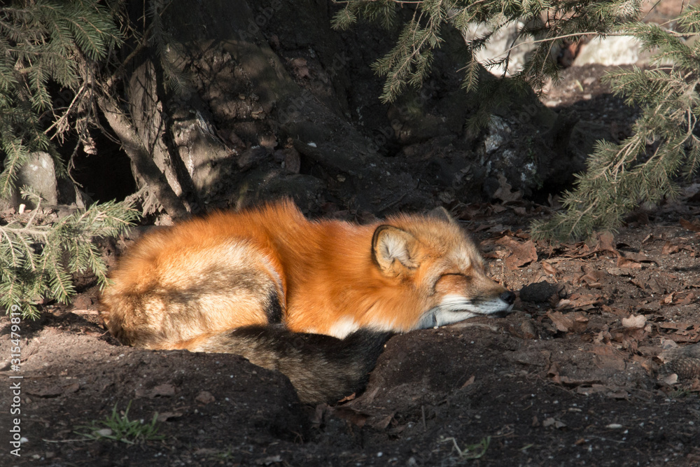 Rotfuchs schläft im Wald Stock Photo | Adobe Stock