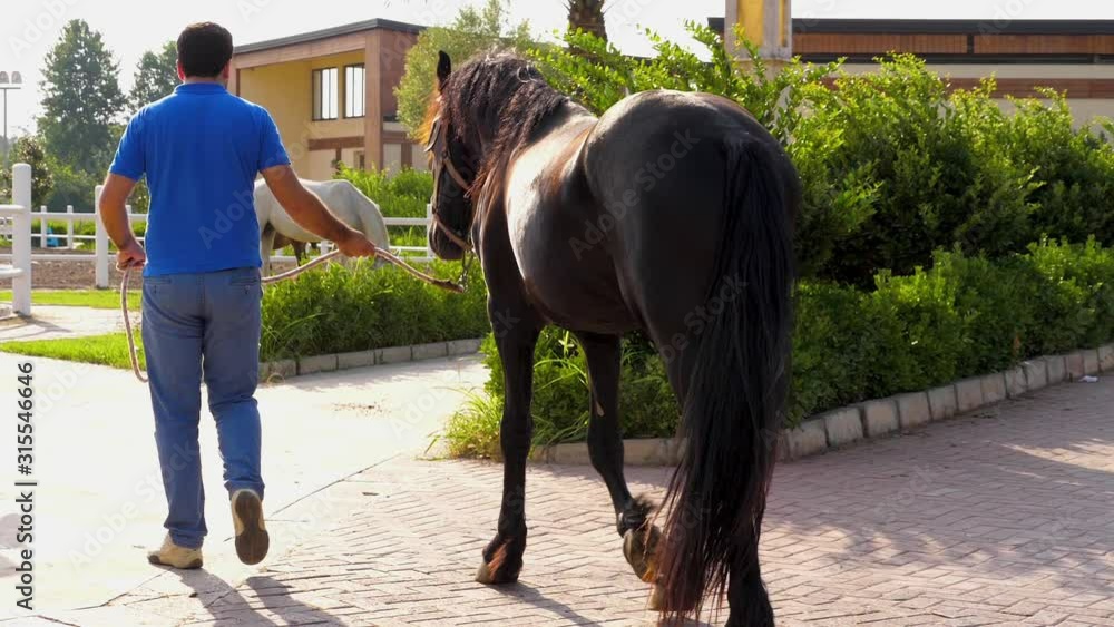 Horse trainer walks race horse to the stable Man horse trainer walks ...
