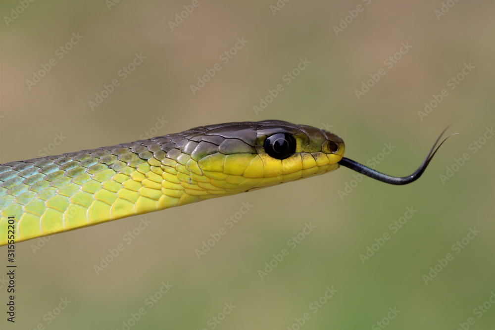 Common Tree Snake tasting the air with it's tongue Stock Photo | Adobe ...