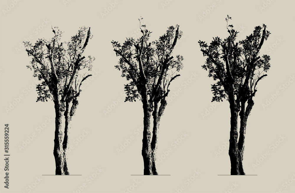 trees set silhouette. high contrast style : vector file (live trace in ...