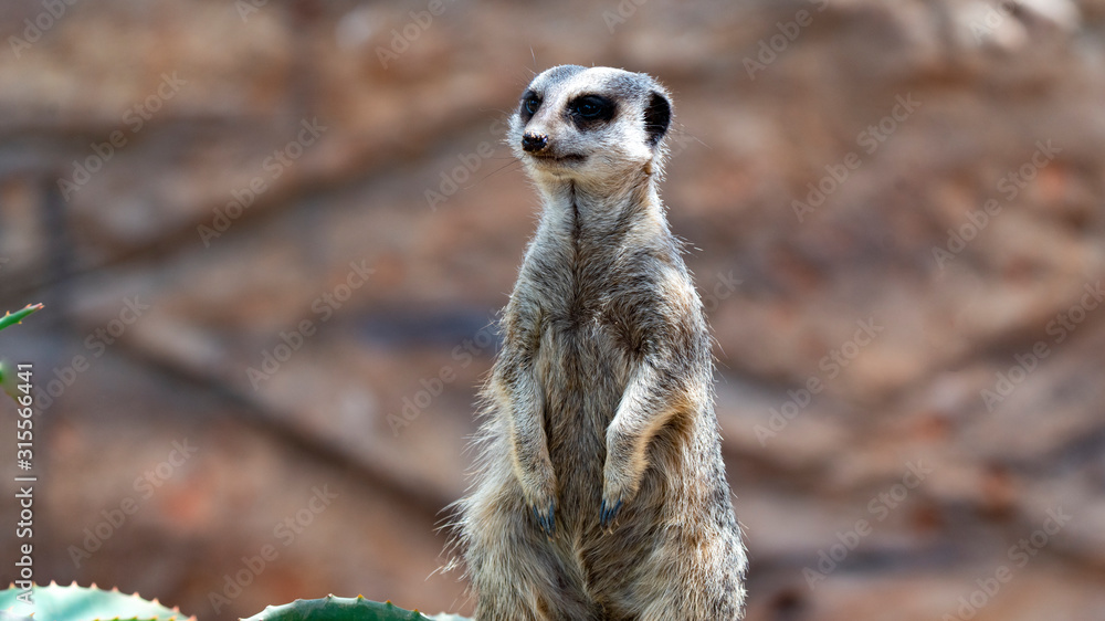 Meerkat standing full body shot looking left of frame Stock Photo ...