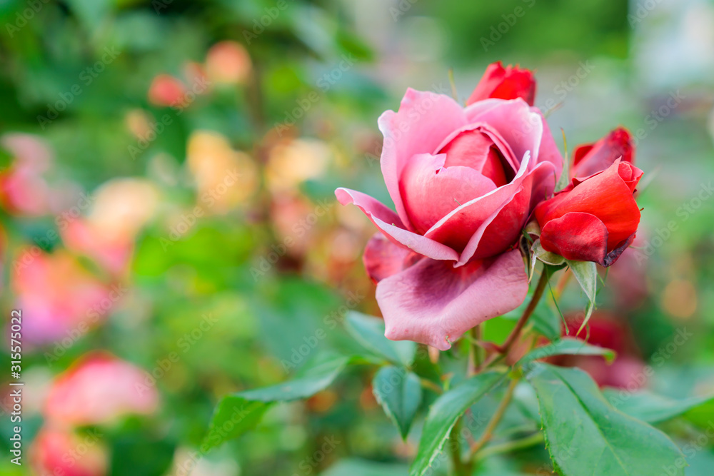 Rose Flowers In Pink Colour Images | Best Flower Site