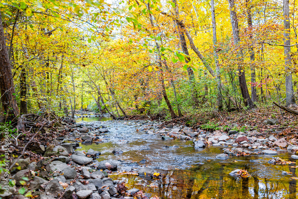 Northern Virginia yellow orange autumn trees view with river in Fairfax ...