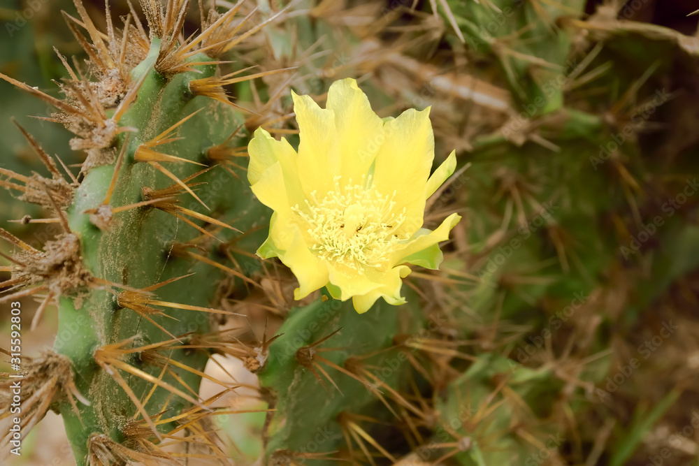 Name Of Yellow Cactus