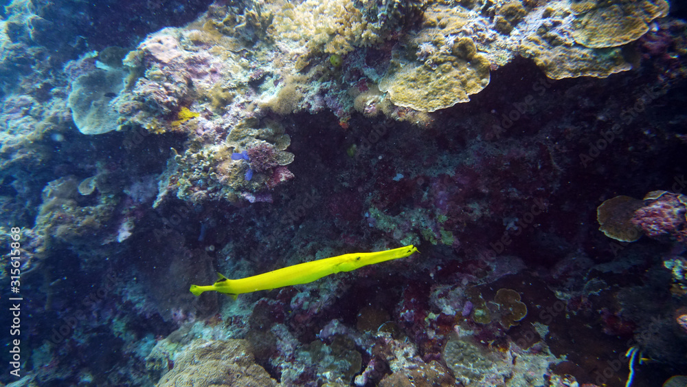 fish flute is almost visible on corals and does not determine where the ...