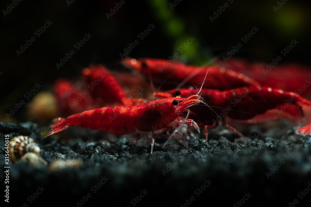 Red neocaridina shrimp fire pet aquarium freshwater nature macro Stock ...
