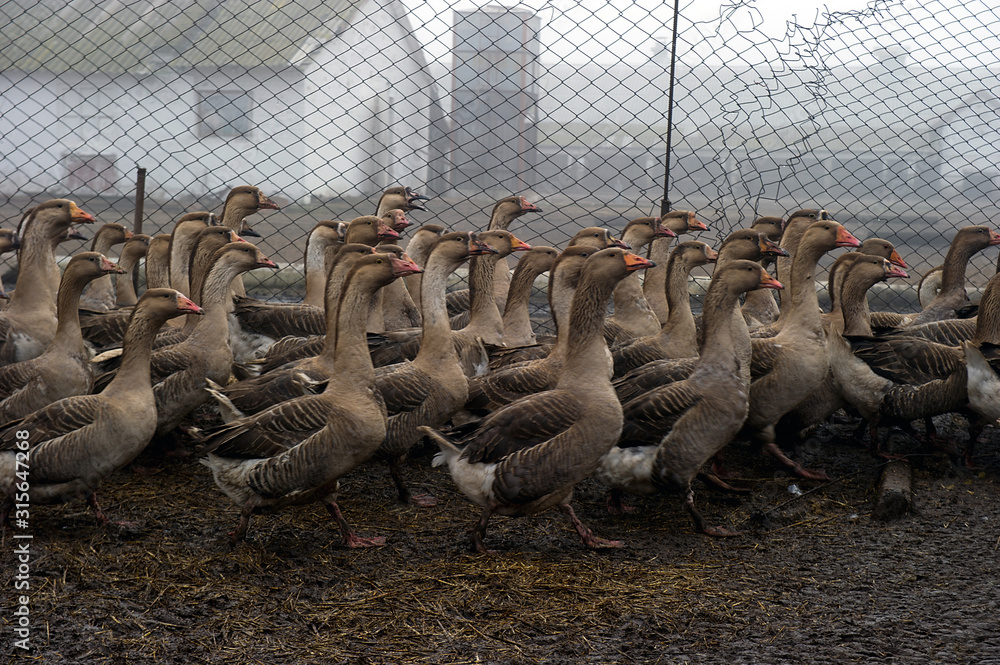 free grazing of poultry - ducks and geese of a farm in Ukraine Stock ...