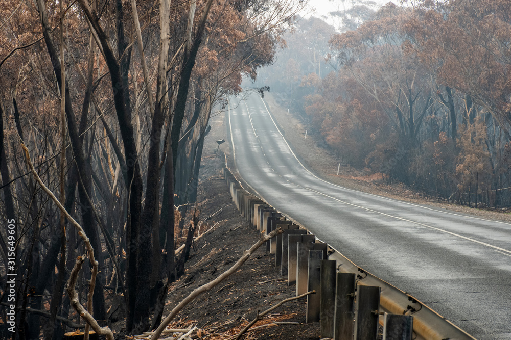 Australian bushfires: burnt eucalyptus tree along the road at Blue ...