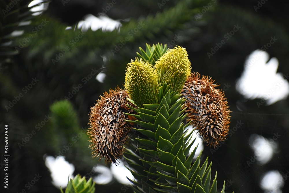 Branches with cones of Araucaria araucana, Monkey puzzle tree or ...
