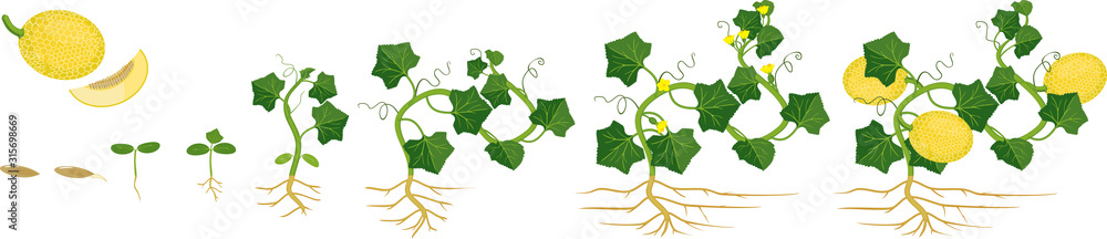 Life cycle of melon plant. Growth stages from seeding to flowering and ...