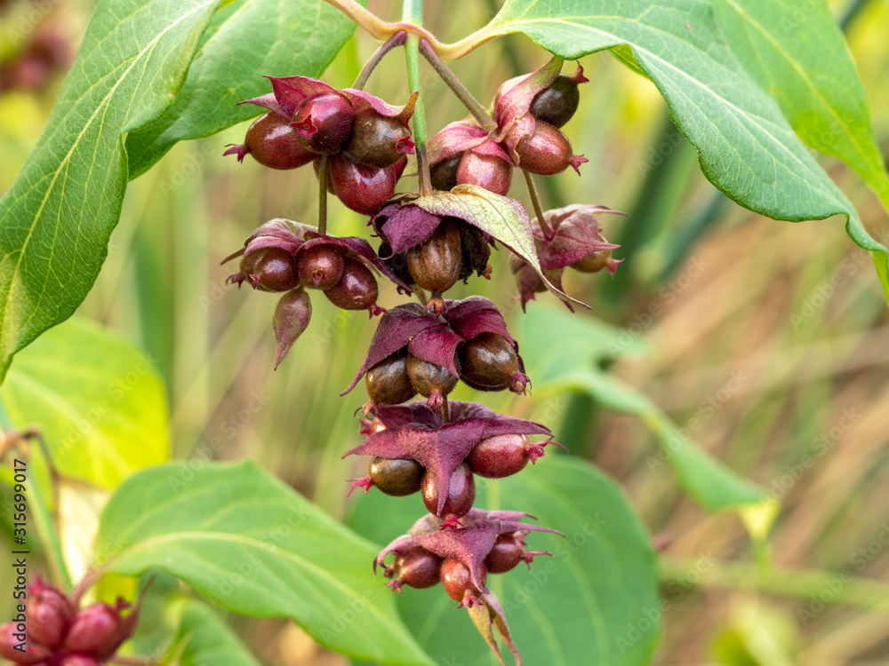 Himalayan Honeysuckle Leycesteria Formosa