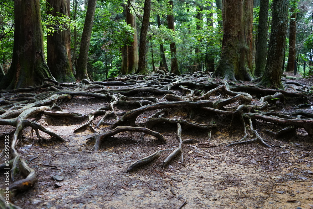 木の根道 Stock 写真 | Adobe Stock