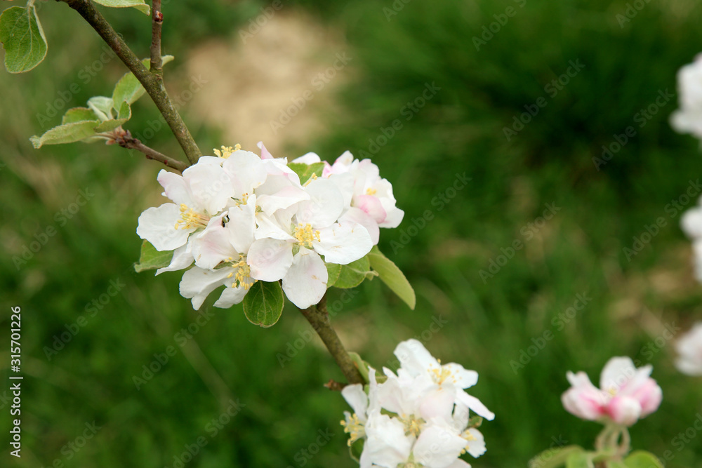 Profusely flowering young apple tree in a village home orchard. Spring ...