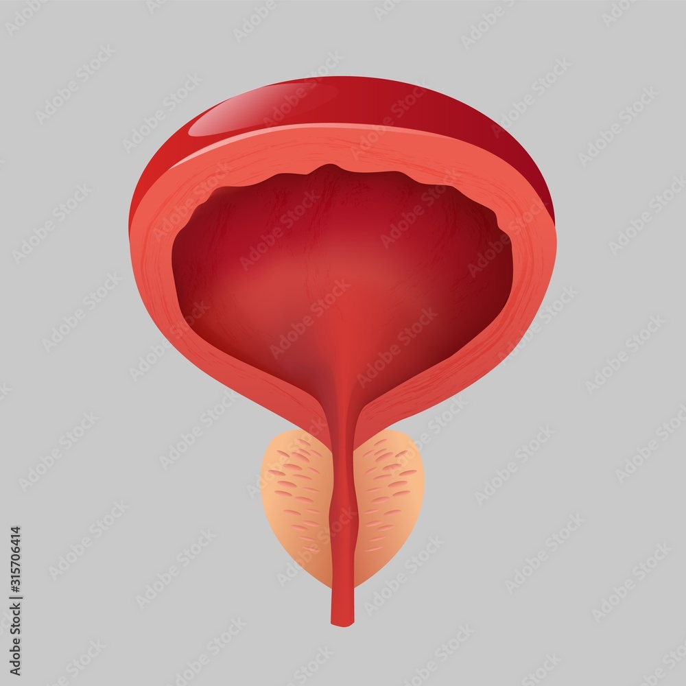 Normal prostate men on a gray background. Male healthy organ, prostate ...