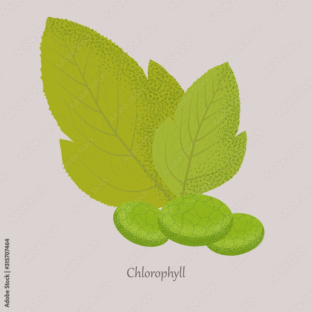 Vecteur Stock Chlorophyll is a green photosynthetic pigment in the ...