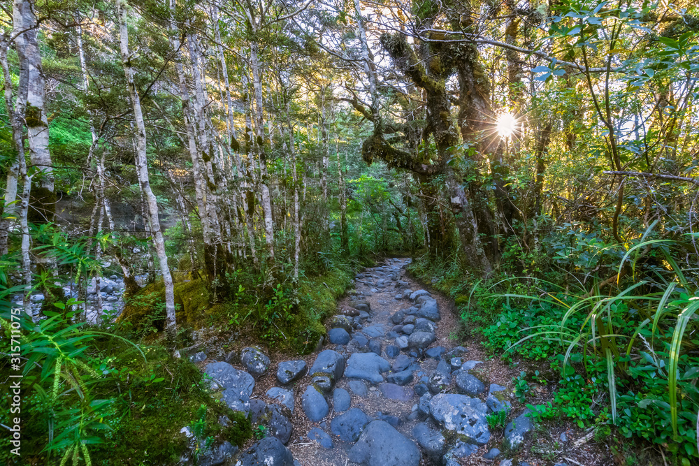 New Zealand, Rocky footpath of Taranaki Falls Walk at sunset Stock ...