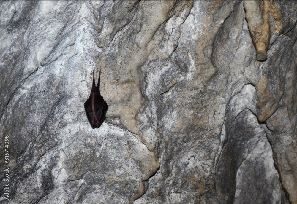 Bat portrait Stock Photo | Adobe Stock
