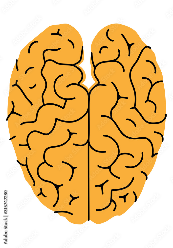Brain Drawing Top View