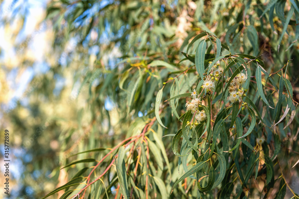 Eucalyptus tree branch with fresh green leaves and flowers in wild ...