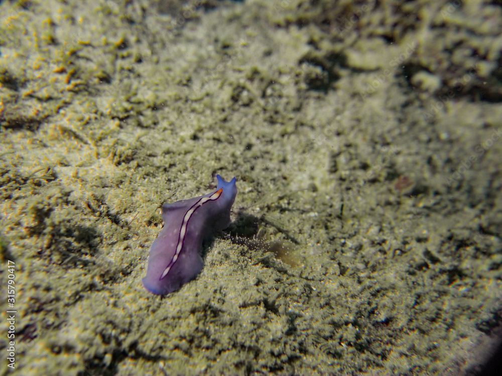 Racing Stripes Sandy