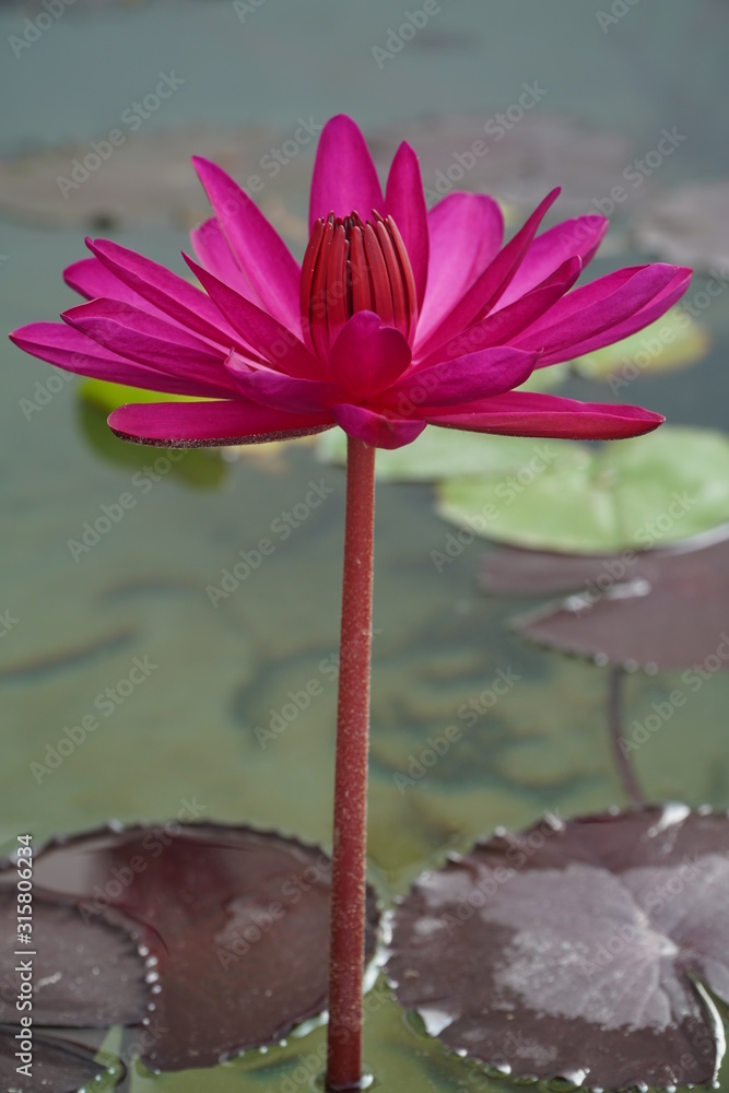 Red lotus flowers bloom in the morning on long holidays. Stock Photo ...