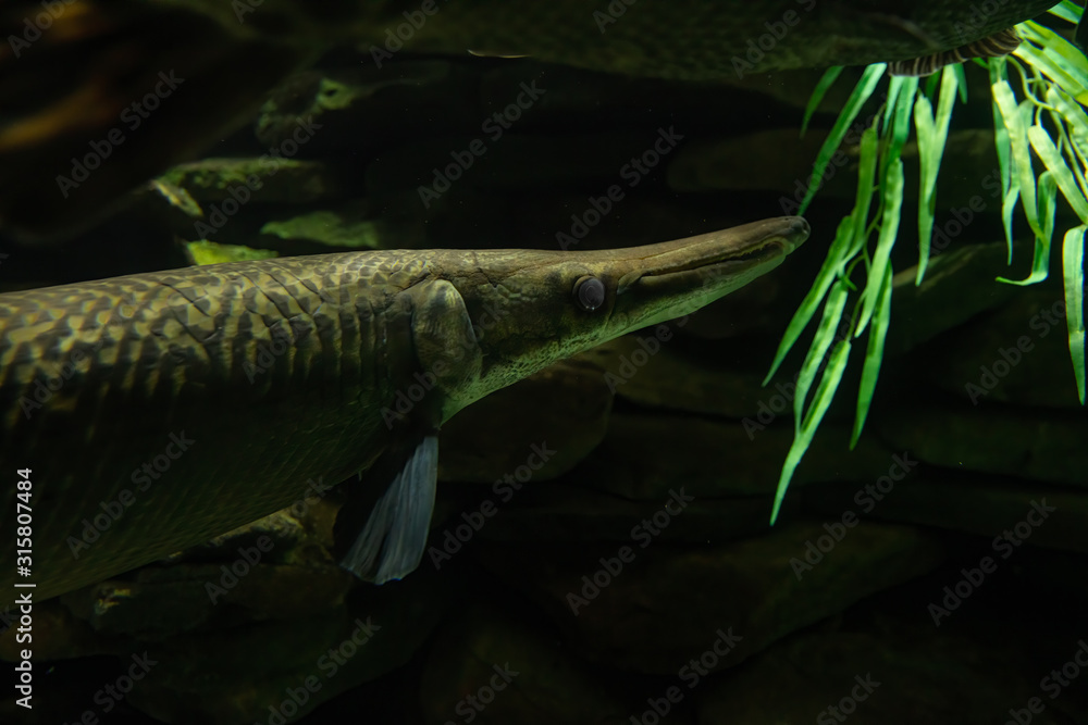 alligator gar fish swims thru dark waters Stock Photo | Adobe Stock