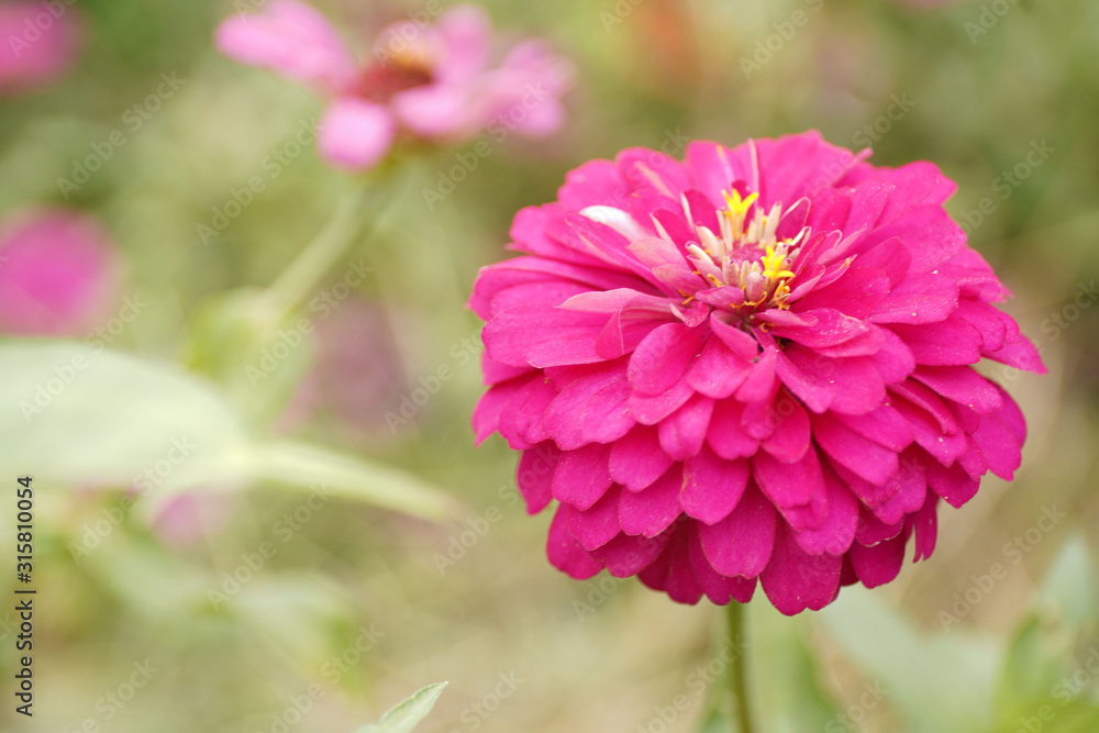 Bann Chuen (Scientific name: Zinnia violacea Cav.) Is a single leaf ...