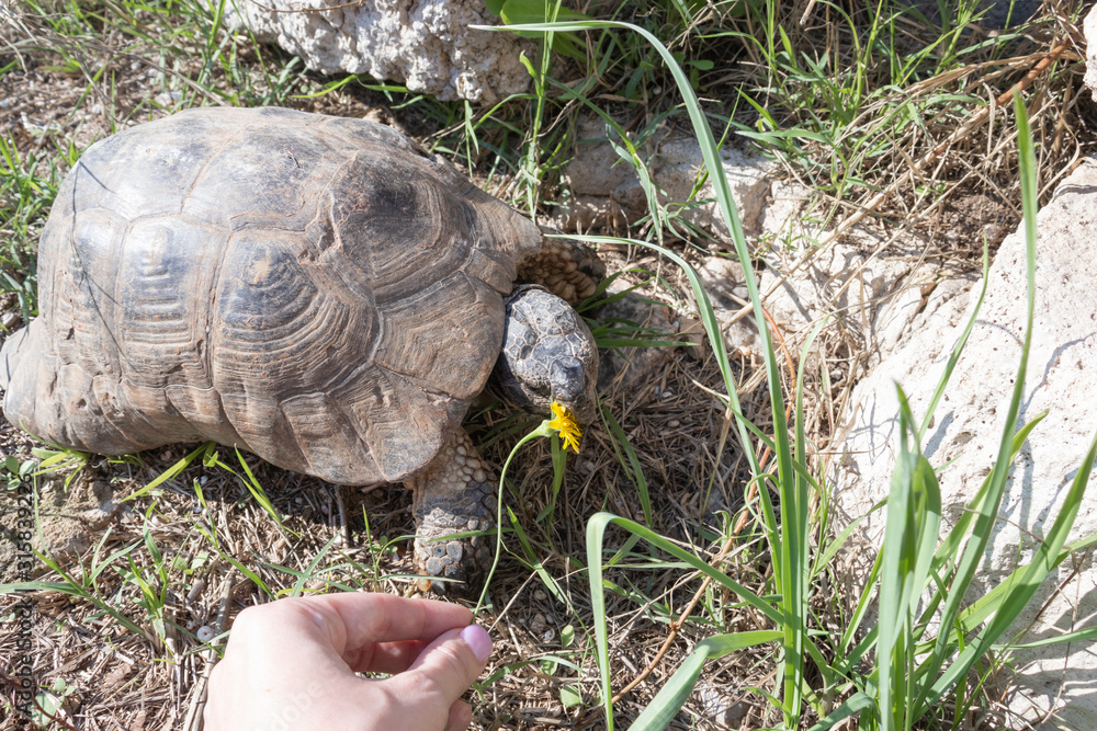 Turtle Eating Flower