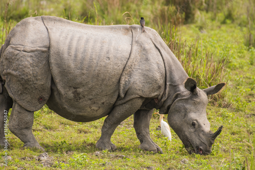 Great Indian Rhinoceros and its calf in Kaziranga National Park Stock ...