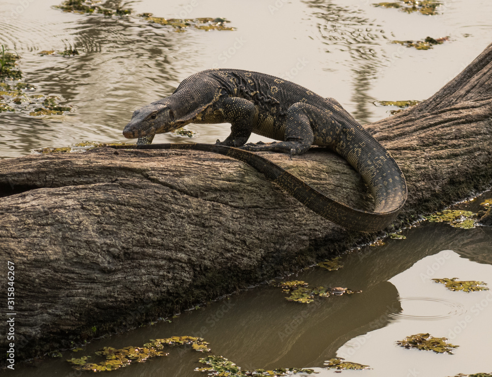 Indian water monitor lizard in kaziranga Stock Photo | Adobe Stock