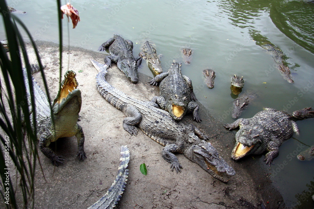 Crocodiles on the farm. Growing reptiles in China. Alligator Stock ...