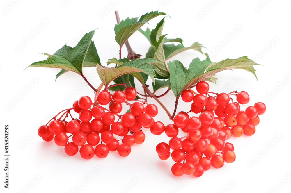 Viburnum (viburnum opulus) berries with its leaves isolated on white ...