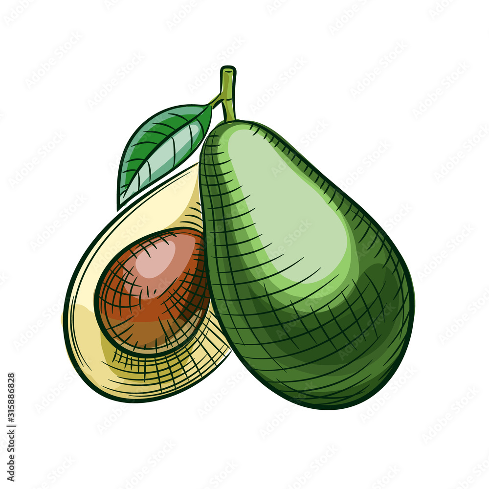Vintage Avocado Illustration
