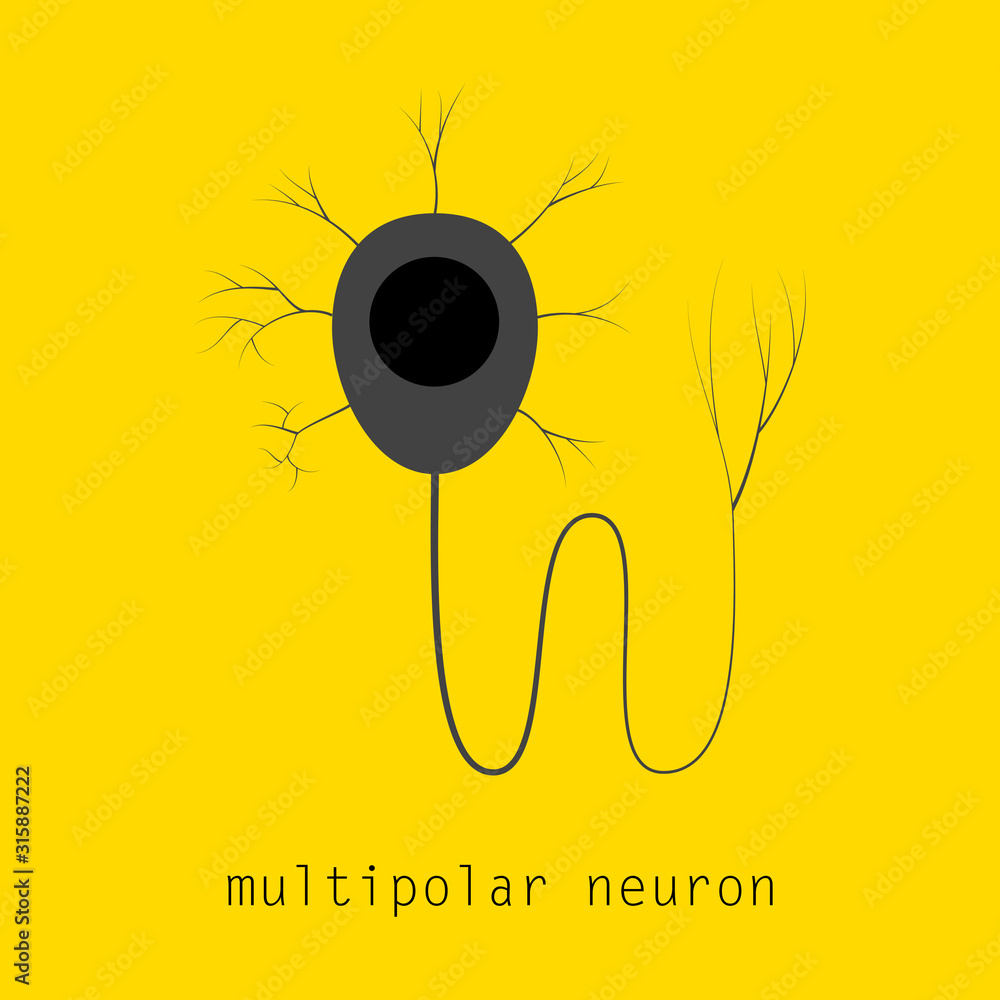 Structure of a motor neuron, vector illustration Stock Vector | Adobe Stock