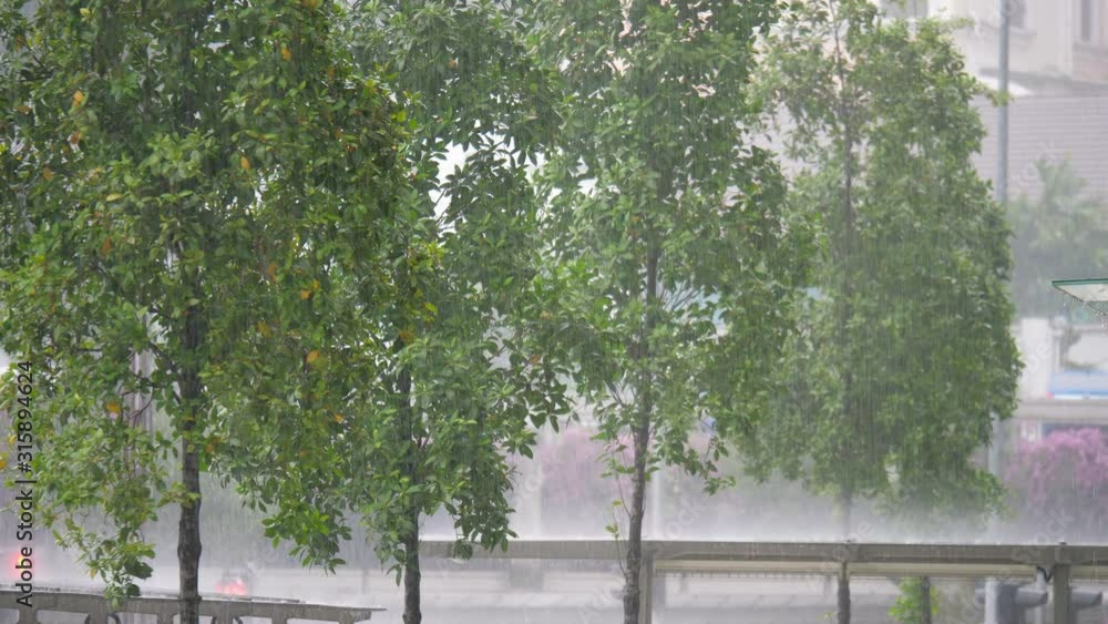 Heavy rain falling on trees in street of Malaysia Street view of rain ...