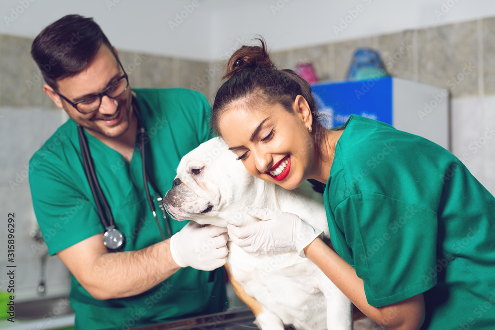 Two veterinary doctors with dog during the examination in veterinary ...