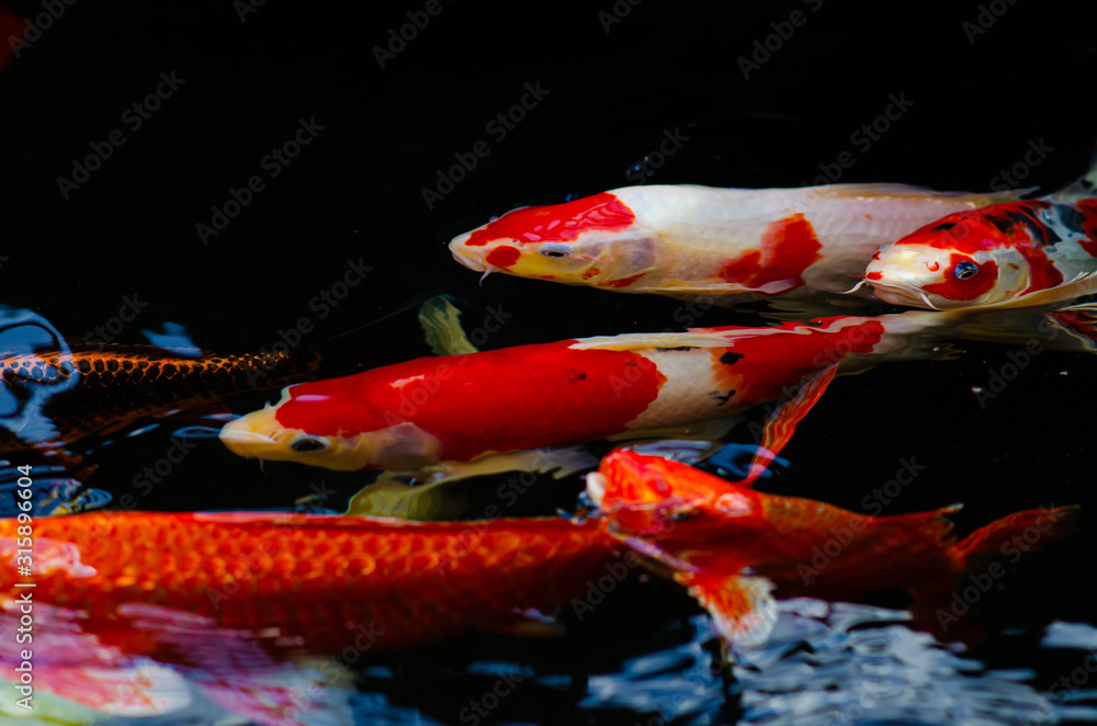 Japan Koi fish swimming in a water garden,fancy carp fish,koi fishes ...